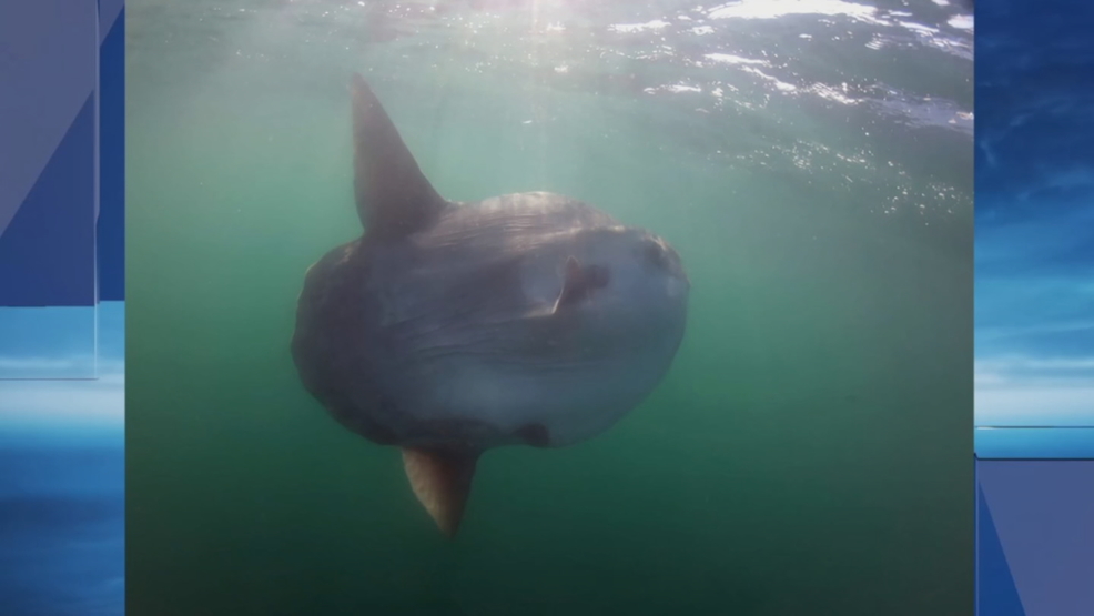 Giant sunfish, not shark spotted at Misquamicut Beach | WJAR