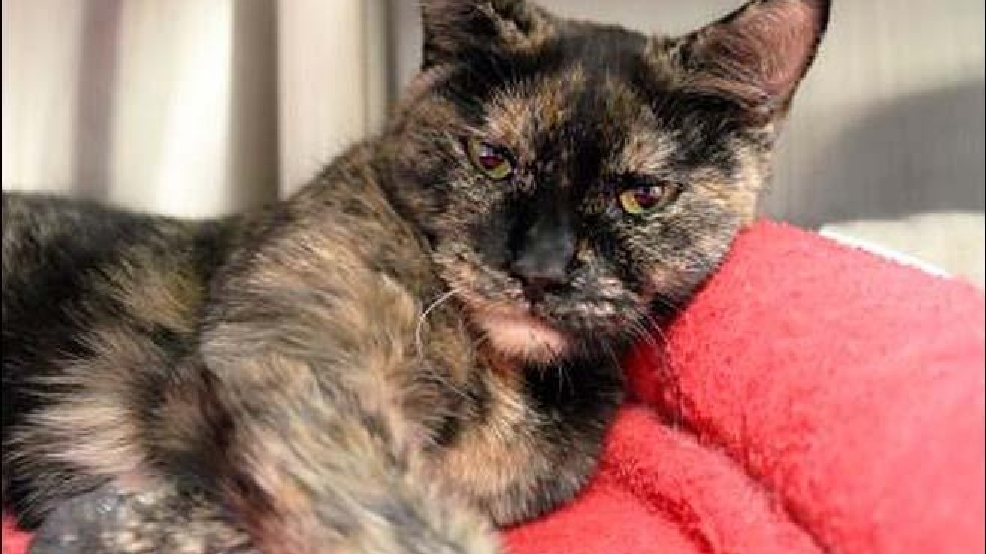 10 adoptable cats from Seattle Humane Society | KOMO