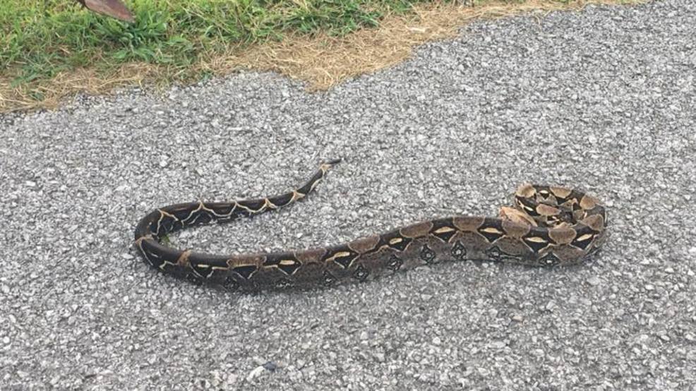 5-foot-snake captured in middle Tennessee, residents asked to be on the ...