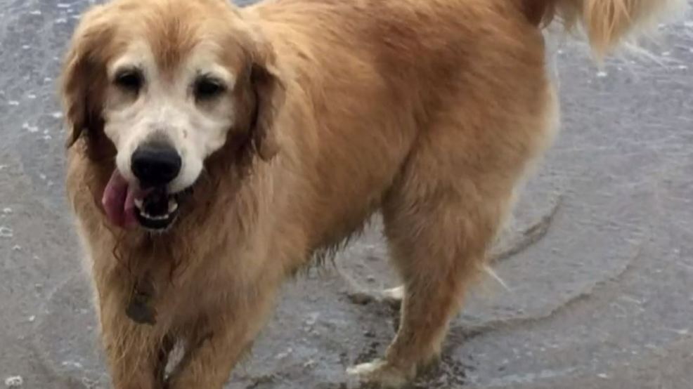 'Justice for Woody': What killed a family's beloved golden retriever ...