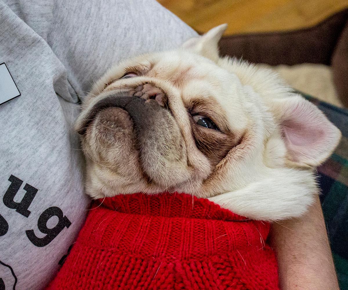 Photos: Curly tails and squished noses fill Pop-up Pug Café and Art ...