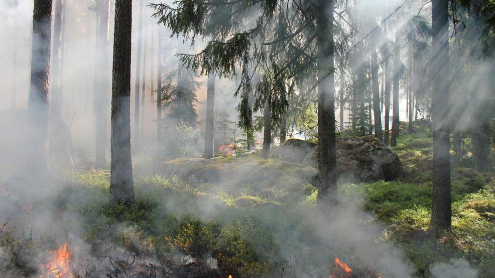 What you need to know about fire ecology | KBOI