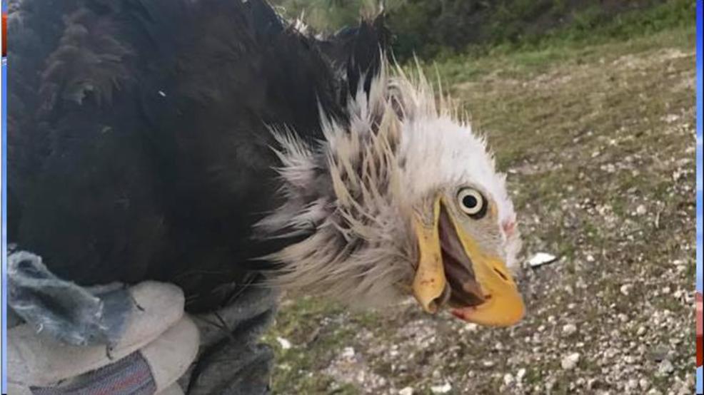 Bald eagle hit by car dies from injuries | WPEC