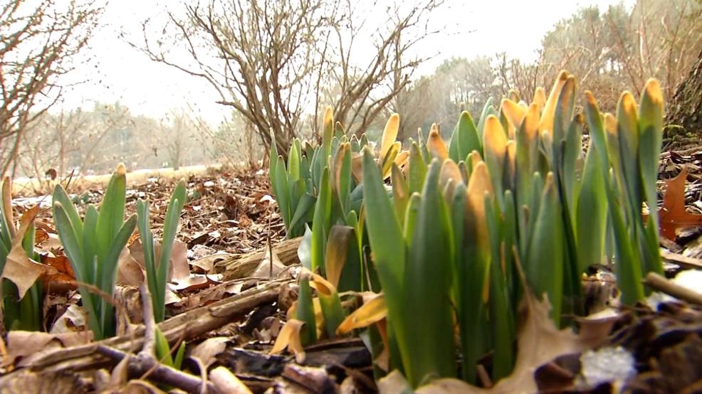 Signs of early Spring bring gardening warnings | WSYX