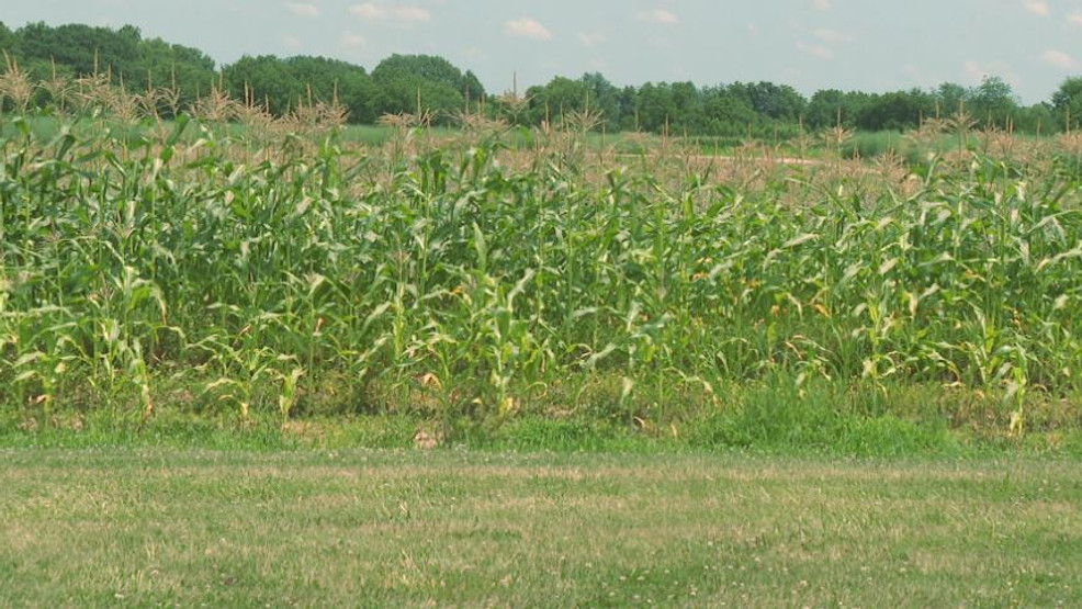 High temperatures may impact corn production | KHQA