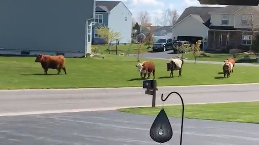 WATCH: Cows escape, roam free in Cicero neighborhood | WSTM