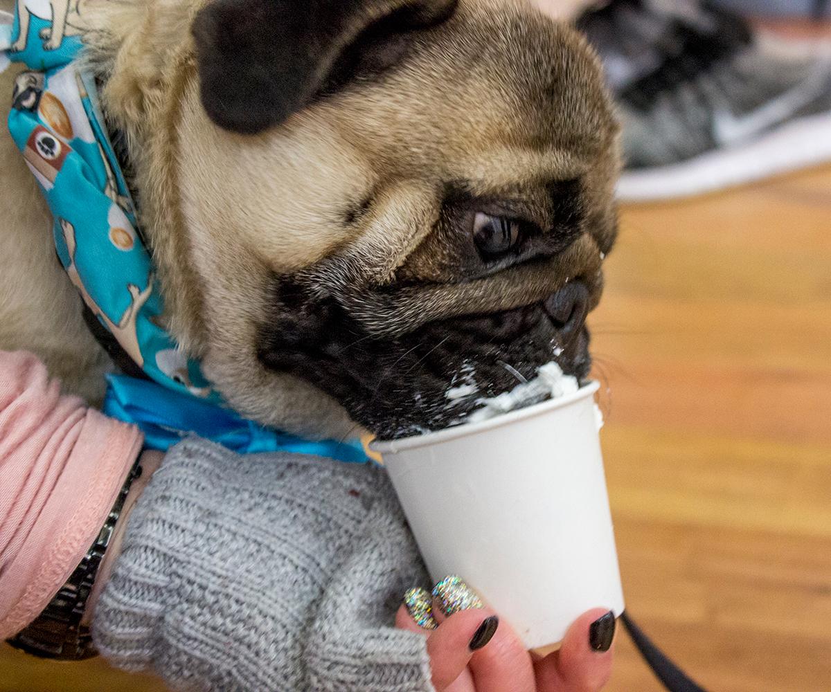 Photos: Curly tails and squished noses fill Pop-up Pug Café and Art ...