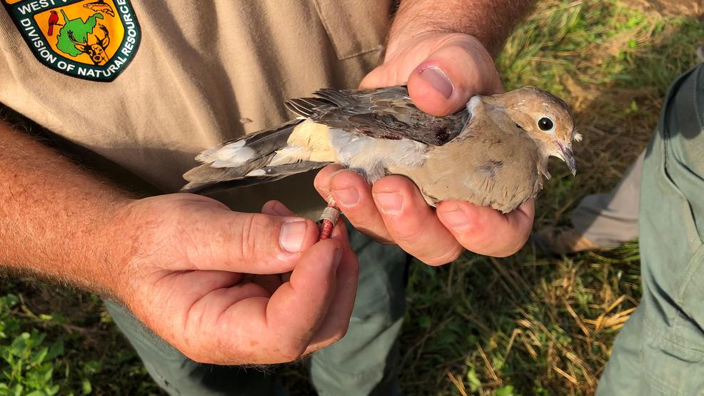 WV Wildlife: Dove Banding | WCHS